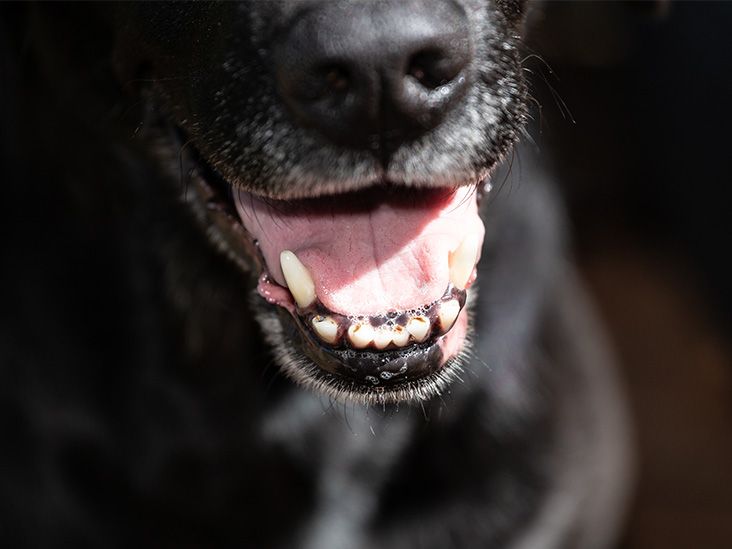What Causes Sores And Scabs On Your Head Dog Bite Treatment Protocol ...