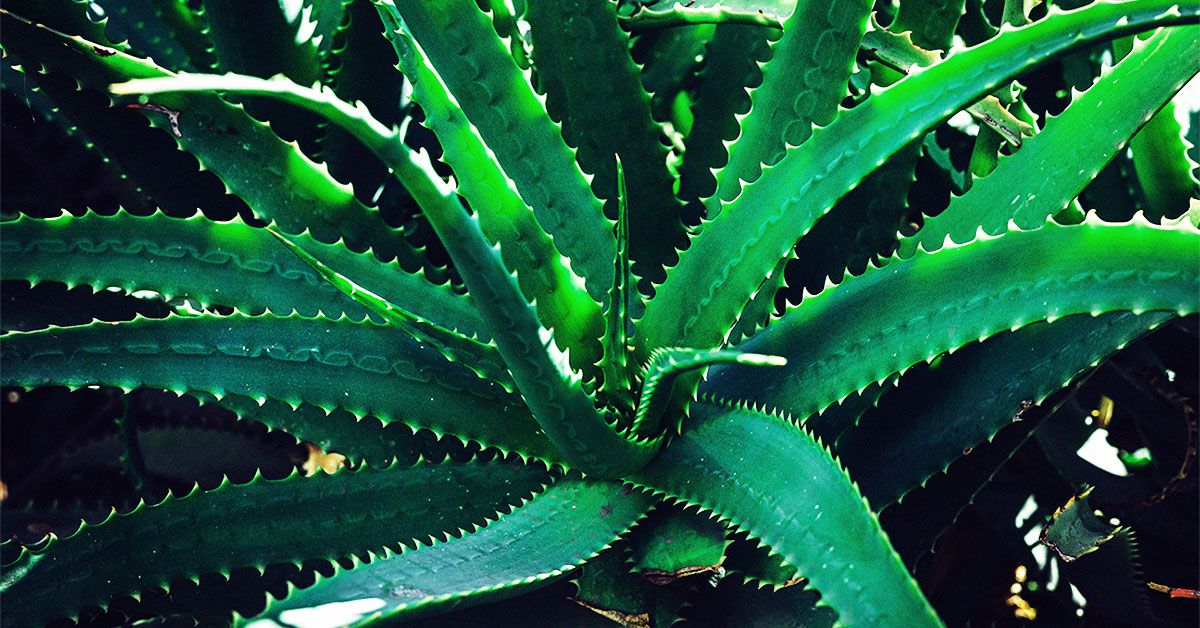 Wound Care Aloe Vera