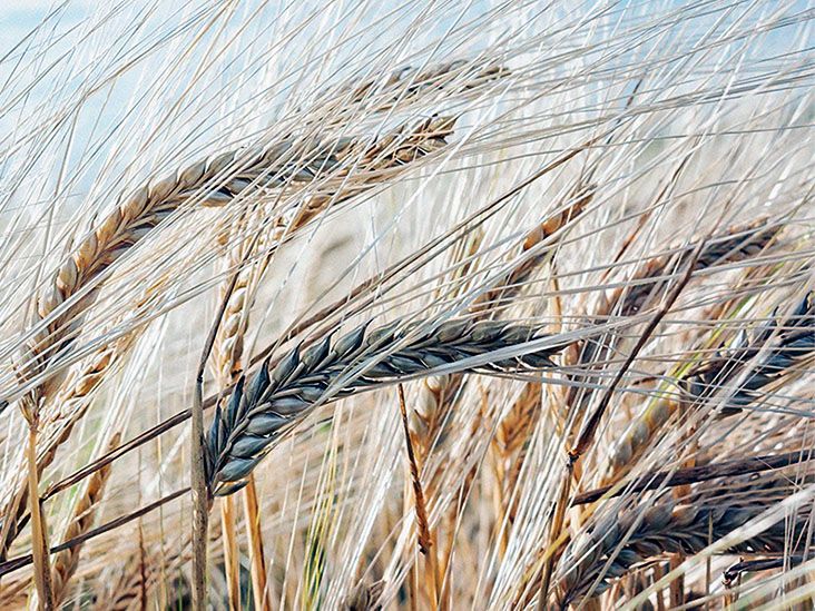 Barley and gluten: Foods to avoid and alternatives