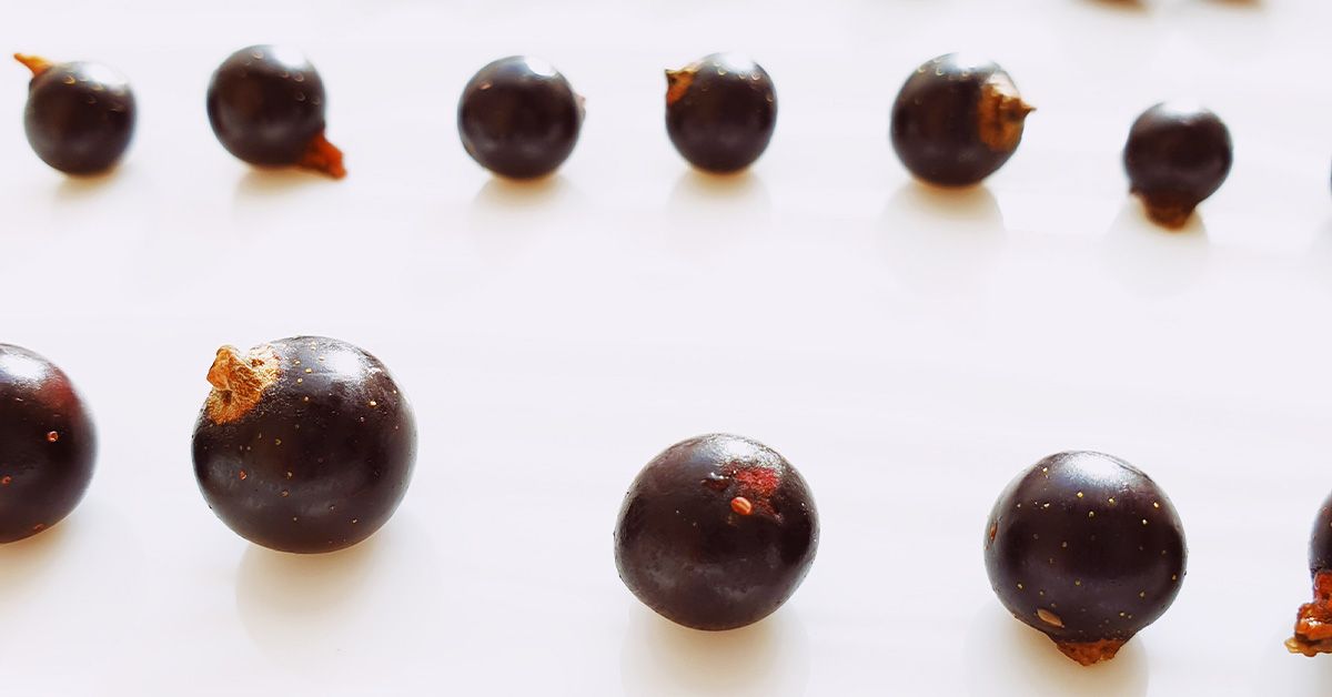 Black currant seed oil for eczema: Does it help?