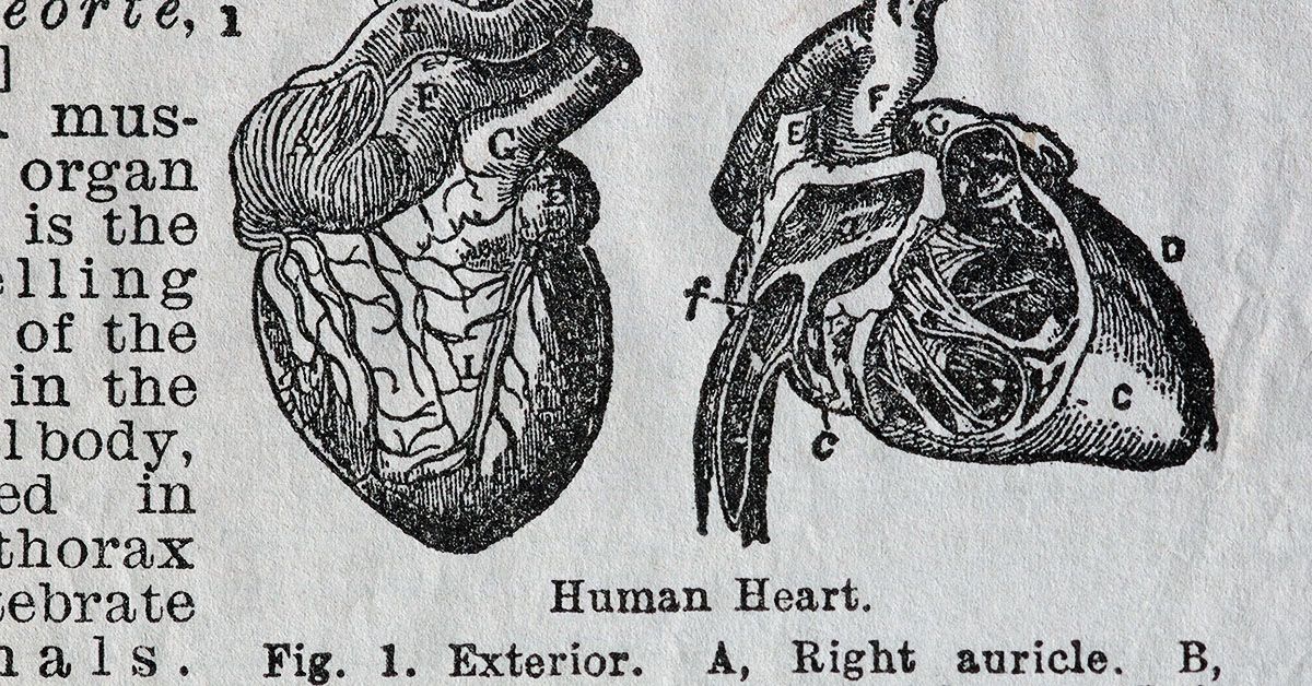 Cardiovascular system: Function, organs, conditions, and more