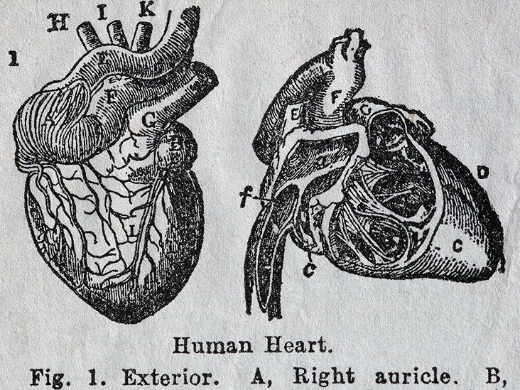 Cardiovascular system: Function, organs, conditions, and more