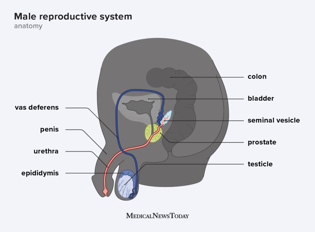 Testicle Lump: Causes, Diagnosis, Treatment, and More