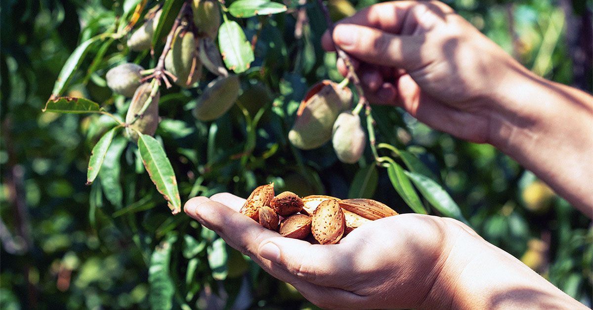 Are almonds and almond milk good for people with diabetes?