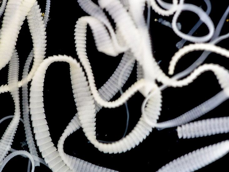 Tapeworms: Causes, types, symptoms, and treatments