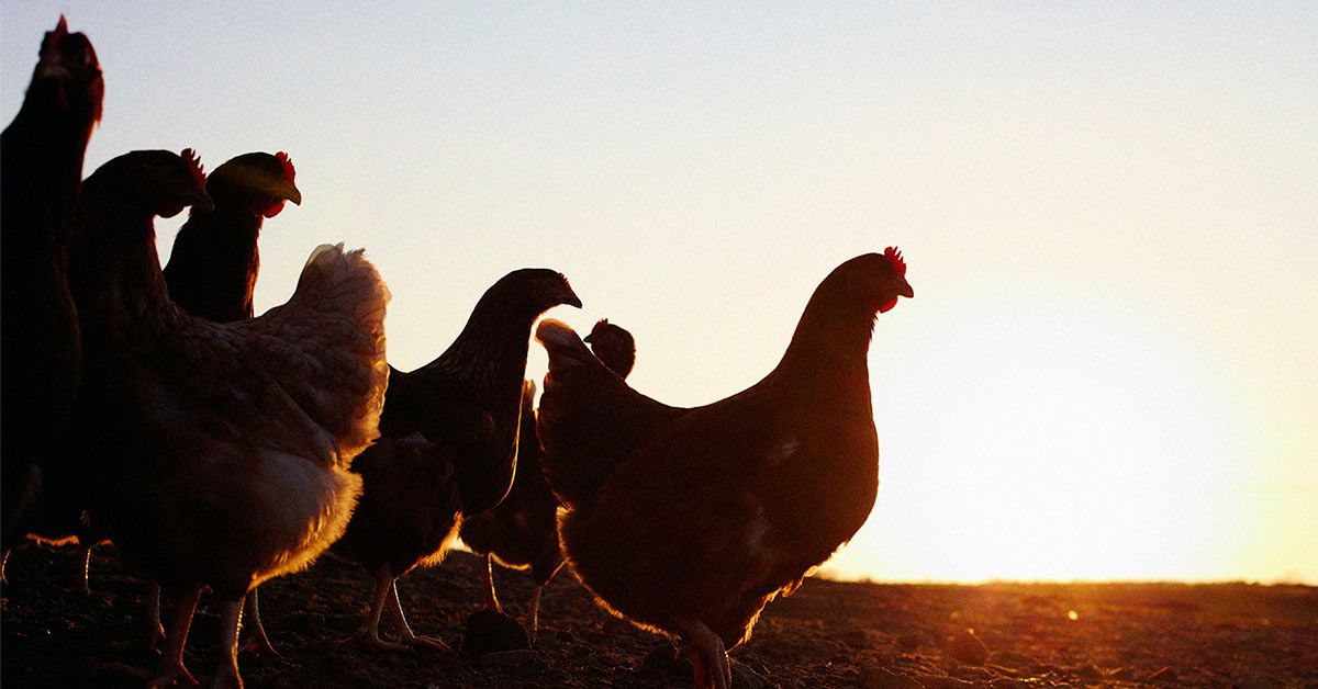 Chicken allergy: Symptoms, management, and what to avoid