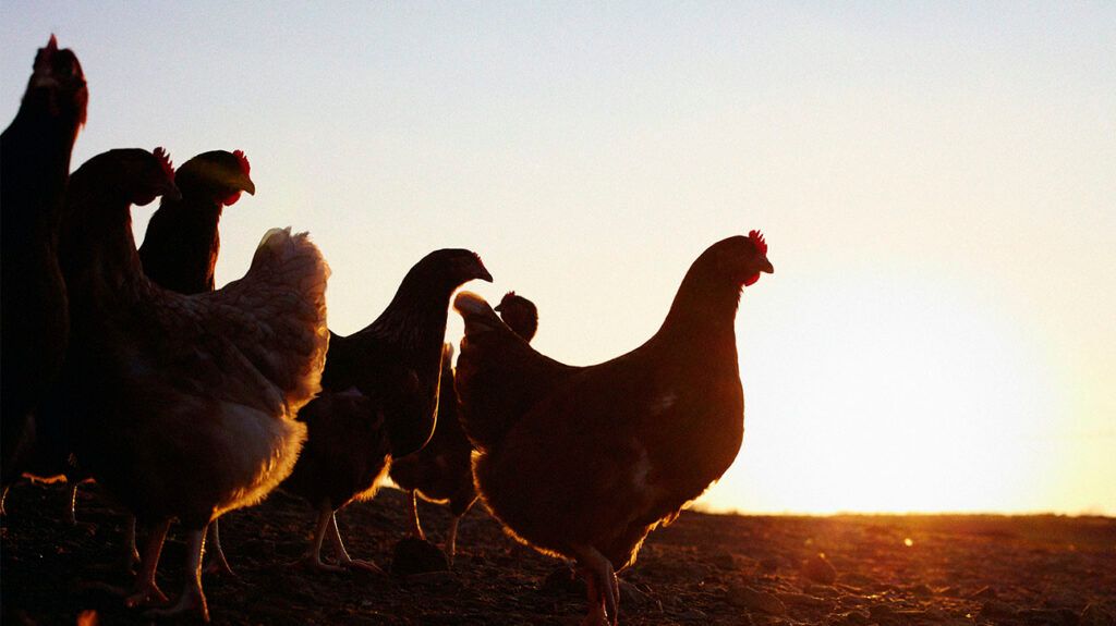 Chicken allergy: Symptoms, management, and what to avoid