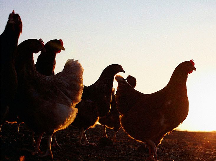 Chicken allergy: Symptoms, management, and what to avoid