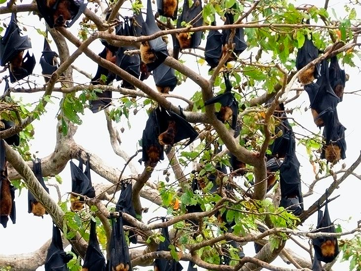 Nipah virus outbreak: Why experts are watching closely