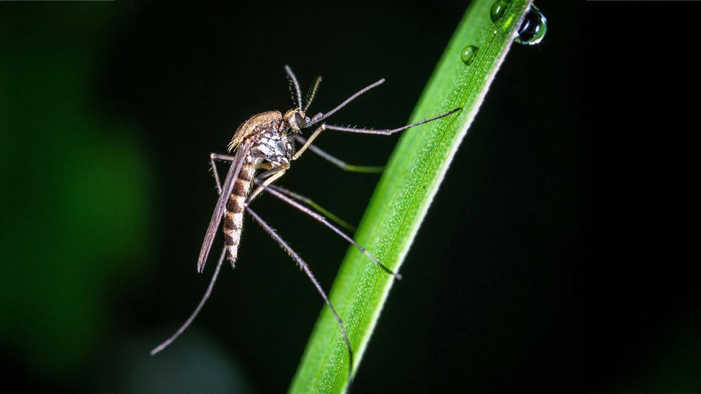 Mosquitoes may learn to tolerate, or even prefer, the smell of DEET