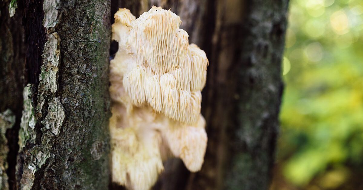 Lion’s Mane Mushroom Benefits