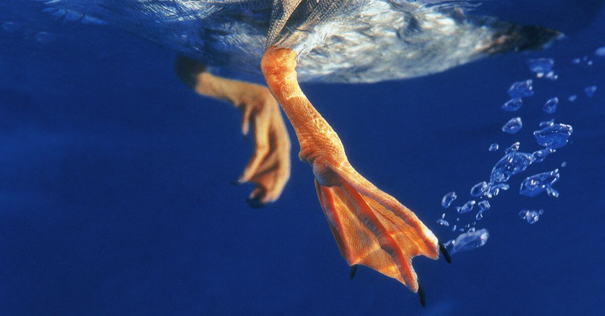 What Is Duck Syndrome?