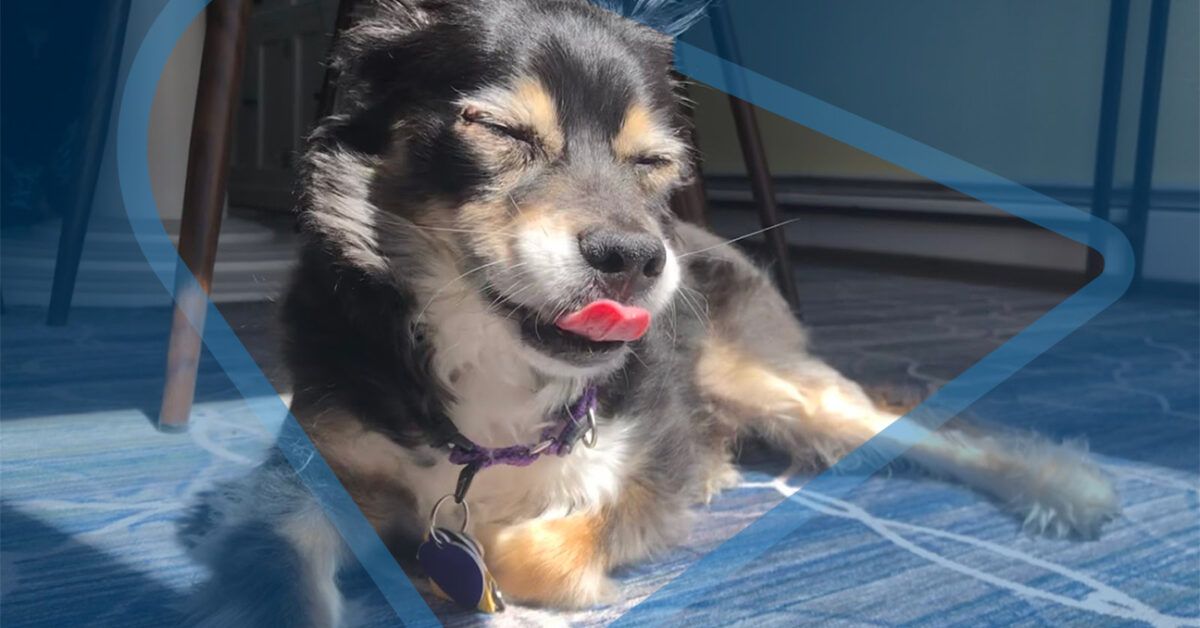 Navigating Depression with a Pet: Benefits and Challenges